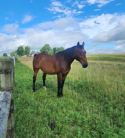 Coggins - Vet in Bucyrus | Red Oak Animal Hospital