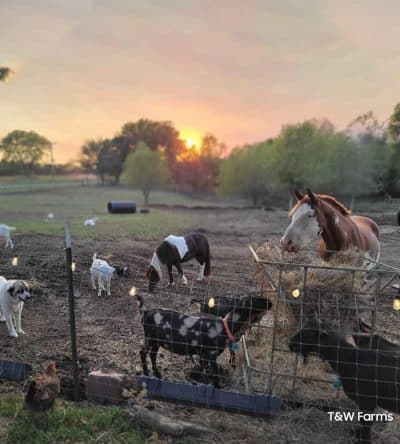 Farm Calls in Bucyrus, KS | Red Oak Animal Hospital